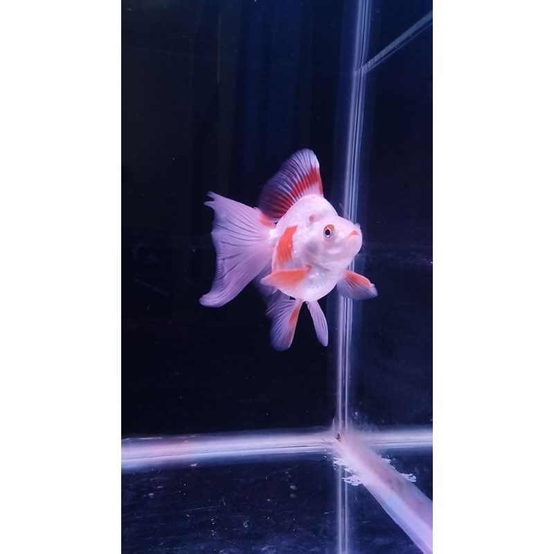 Jual Ikan Mas Koki/Goldfish Ryukin_Sakura | Shopee Indonesia Jual Ikan Mas Koki/Goldfish Ryukin_Sakura | Shopee Indonesia
