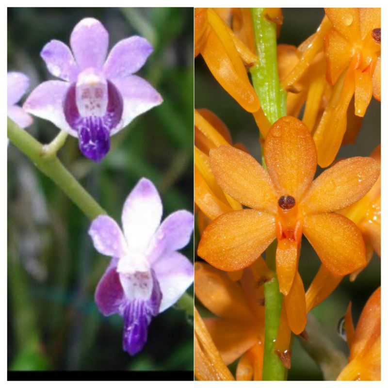 Jual Seedling Anggrek Doritis Blue x Vanda Ascominiata Bibit bunga ...