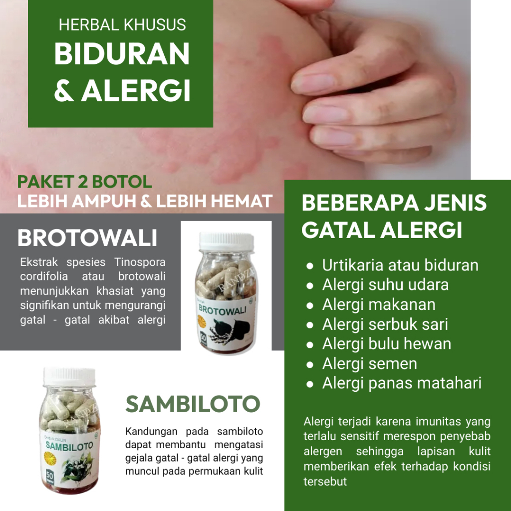 Jual obat gatal biduran alergi daun sambiloto brotowali herbal jamu ...