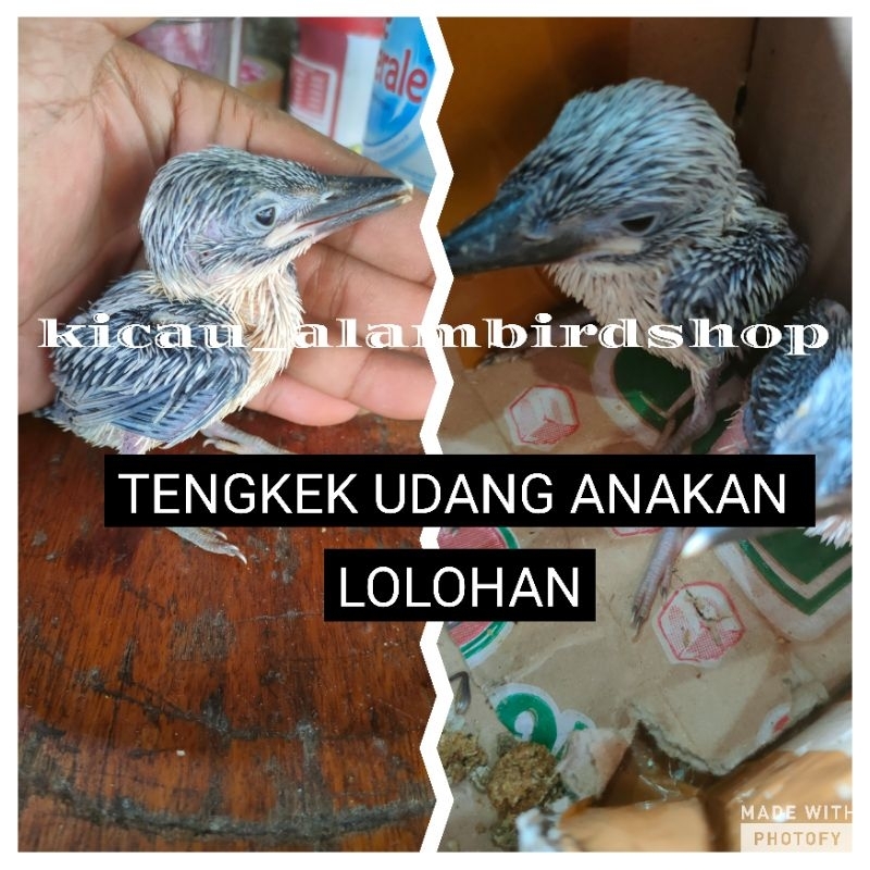 Jual TENGKE UDANG ANAKAN LOLOHAN ( BUAT MASTERAN) | Shopee Indonesia