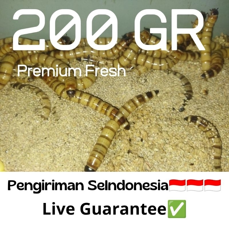 Jual Ulat Jerman Premium Fresh. 200 gr | Shopee Indonesia