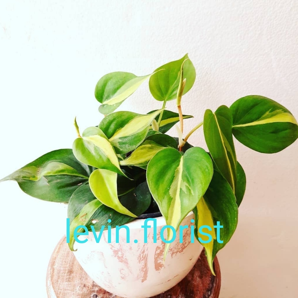 Jual Sirih Brazil kuning / bibit tanaman hias bunga rambat merambat ...