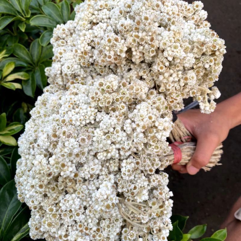 Jual Bunga Edelweis asli (kering) bubga rustik | Shopee Indonesia