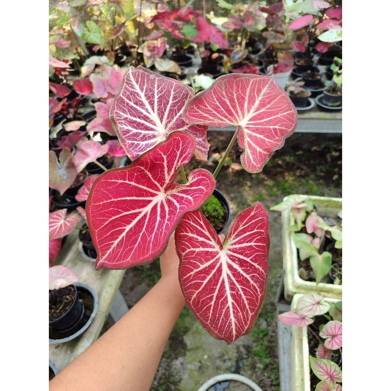 Jual Caladium Keladi Rich of Thai/Thailand series | Shopee Indonesia