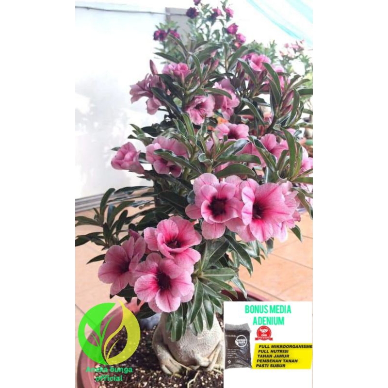 Jual ( Adenium tumpuk + media tanam ) Bunga adenium tumpuk + free media ...