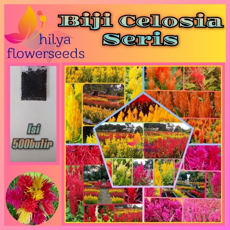 Jual Biji Benih Bunga CELOSIA Seris 500butir | Shopee Indonesia