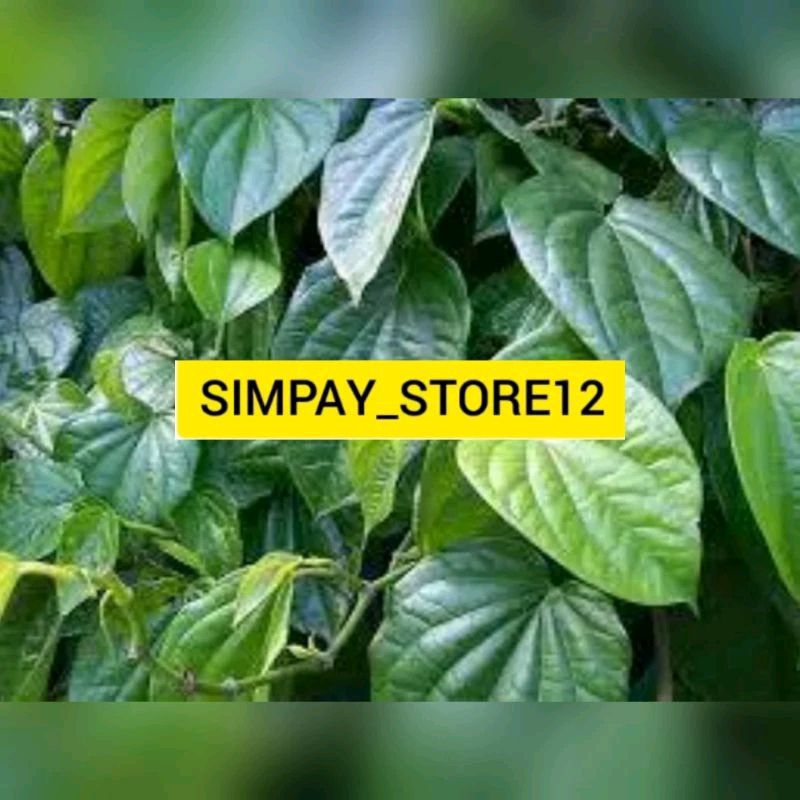 Jual Daun sirih segar 500gram langsung petik daun sirih segar | Shopee ...