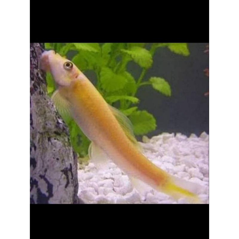 Jual cae kuning/ijo | Shopee Indonesia