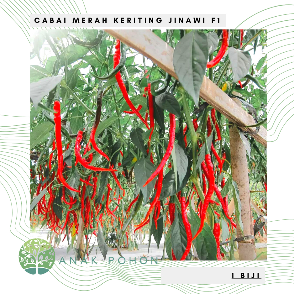 Jual Benih Bibit Biji - Cabai Merah Keriting JINAWI F1 Pedas ...