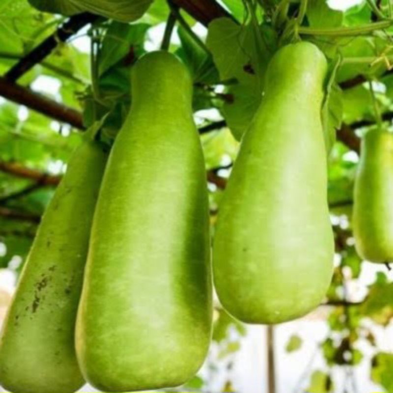Jual BENIH LABU AIR || BUAH BESAR || 30 BIJI || COD Bayar di tempat ...