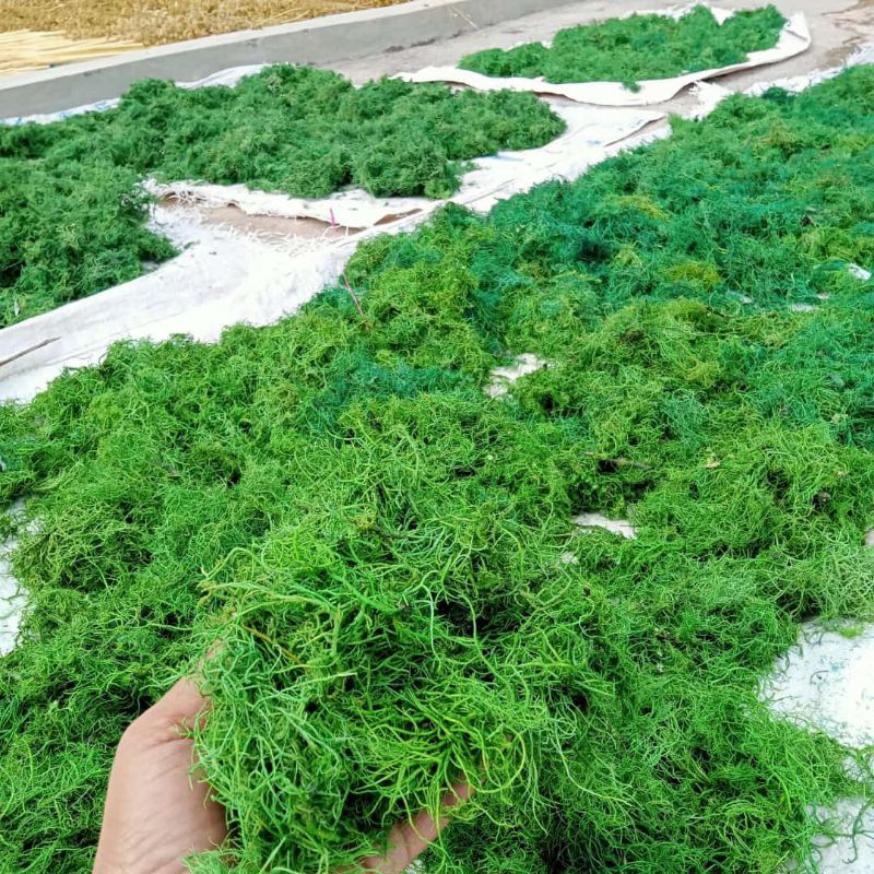 Jual Rumput Kayu Angin warna Hijau / Natural untuk mahar Rustic ...