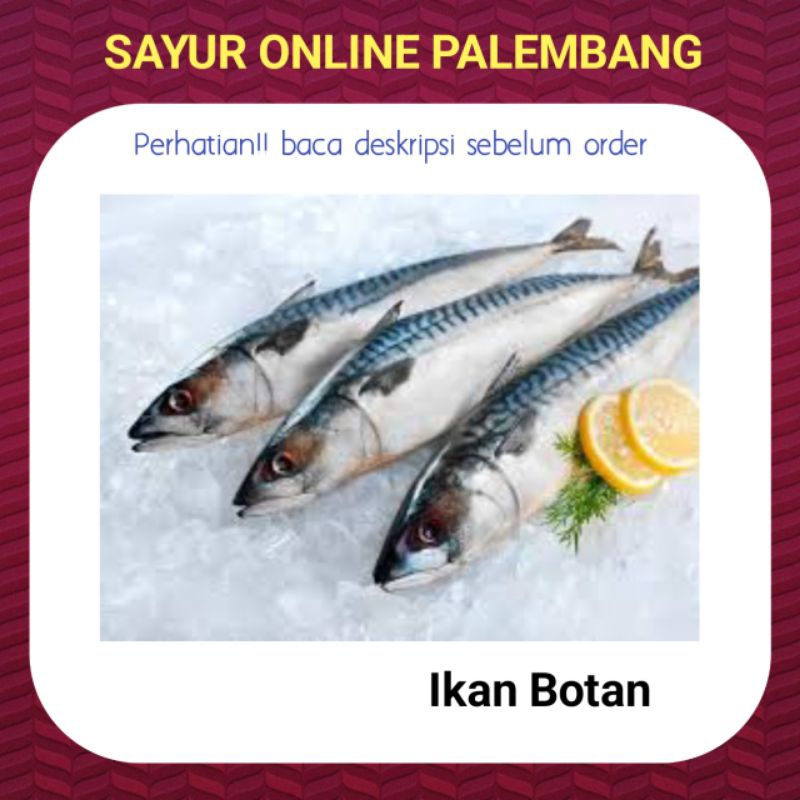 Jual Ikan Botan Ikan Dencis Makarel - Pasar Toko Sayur Ikan Segar ...