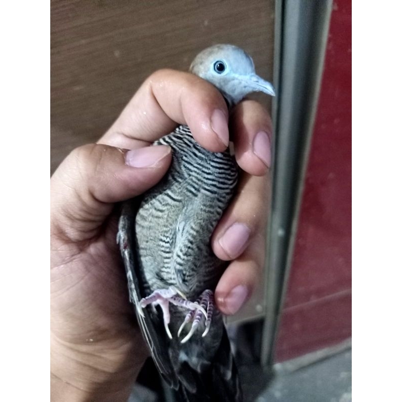 Jual PERKUTUT CEMANI MAJAPAHIT UDANMAS MEGAMENDUNG CROSSING PUTIH LURIK ...