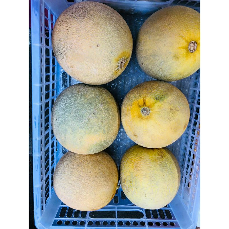 Jual Melon 1 kg | Shopee Indonesia