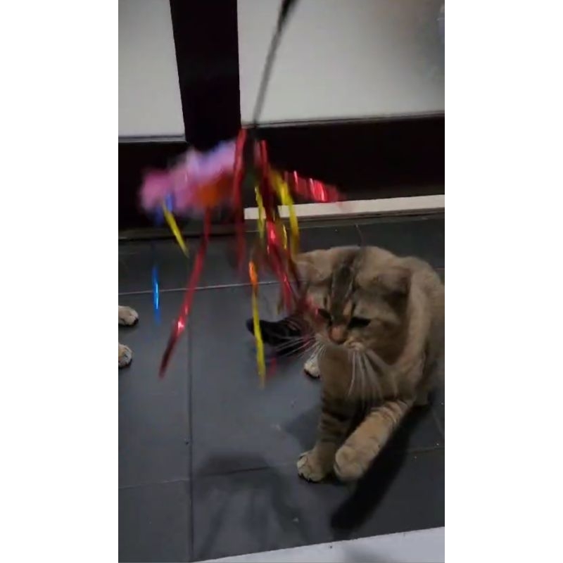 Jual KUCING BSH GOLDEN MALE || BRITISH SHORTHAIR GOLDEN | Shopee Indonesia