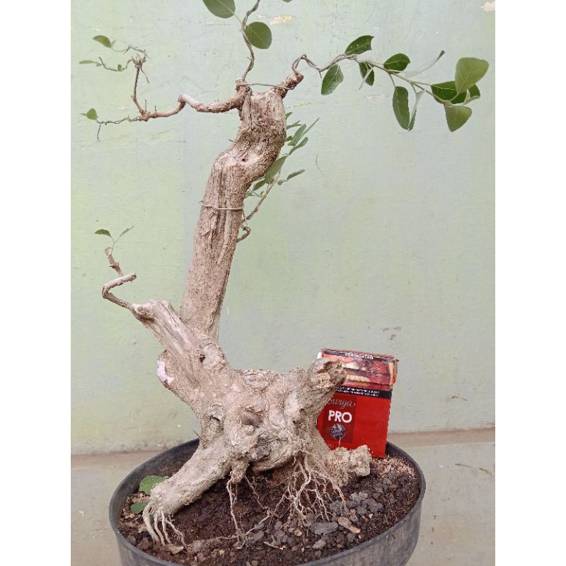 Jual bonsai legundi mantul | Shopee Indonesia