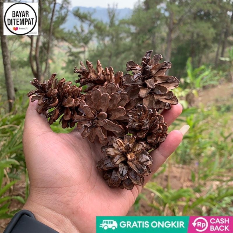 Jual Buah pinus | bunga pinus | kembang pinus 10 dan 50 pcs | Shopee ...
