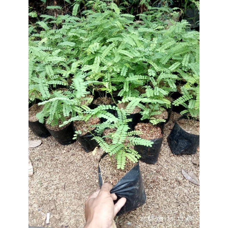 Jual tanaman herbal pohon saga | Shopee Indonesia