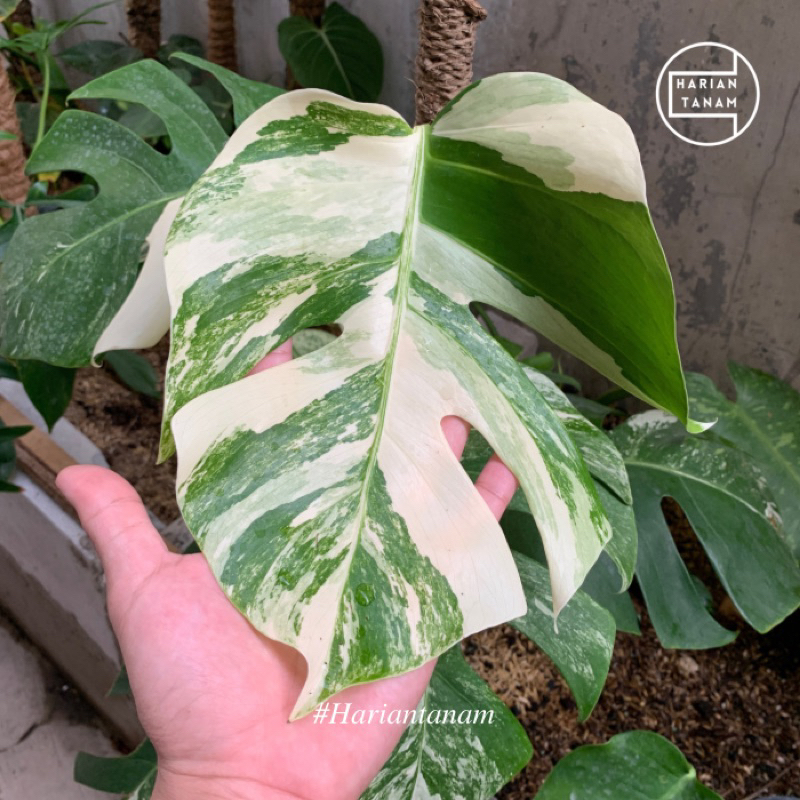 Jual Monstera Marble Variegata (Include pot & media tanam) | Shopee ...