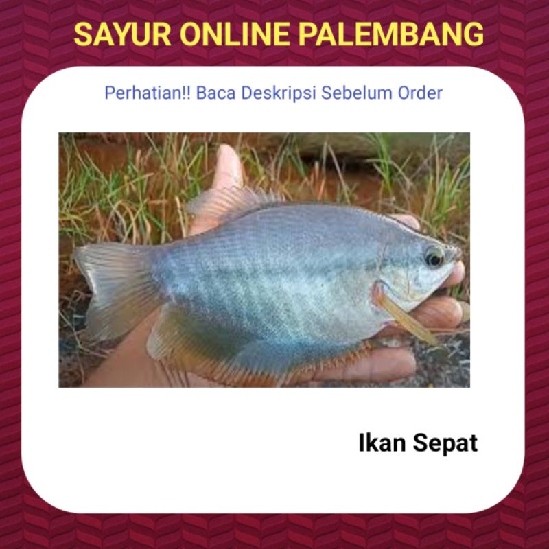 Jual Ikan Sepat Sungai Segar - Pasar Toko Tukang Sayur Segar Ikan ...