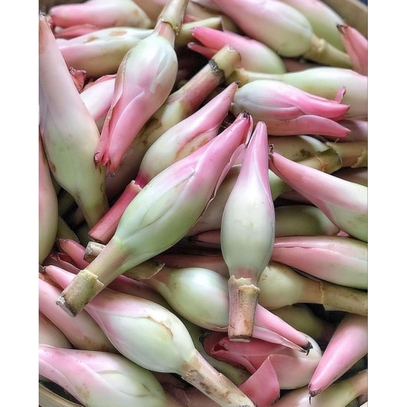 Jual Bunga Kecombrang segar 1/2 Kilogram | Shopee Indonesia