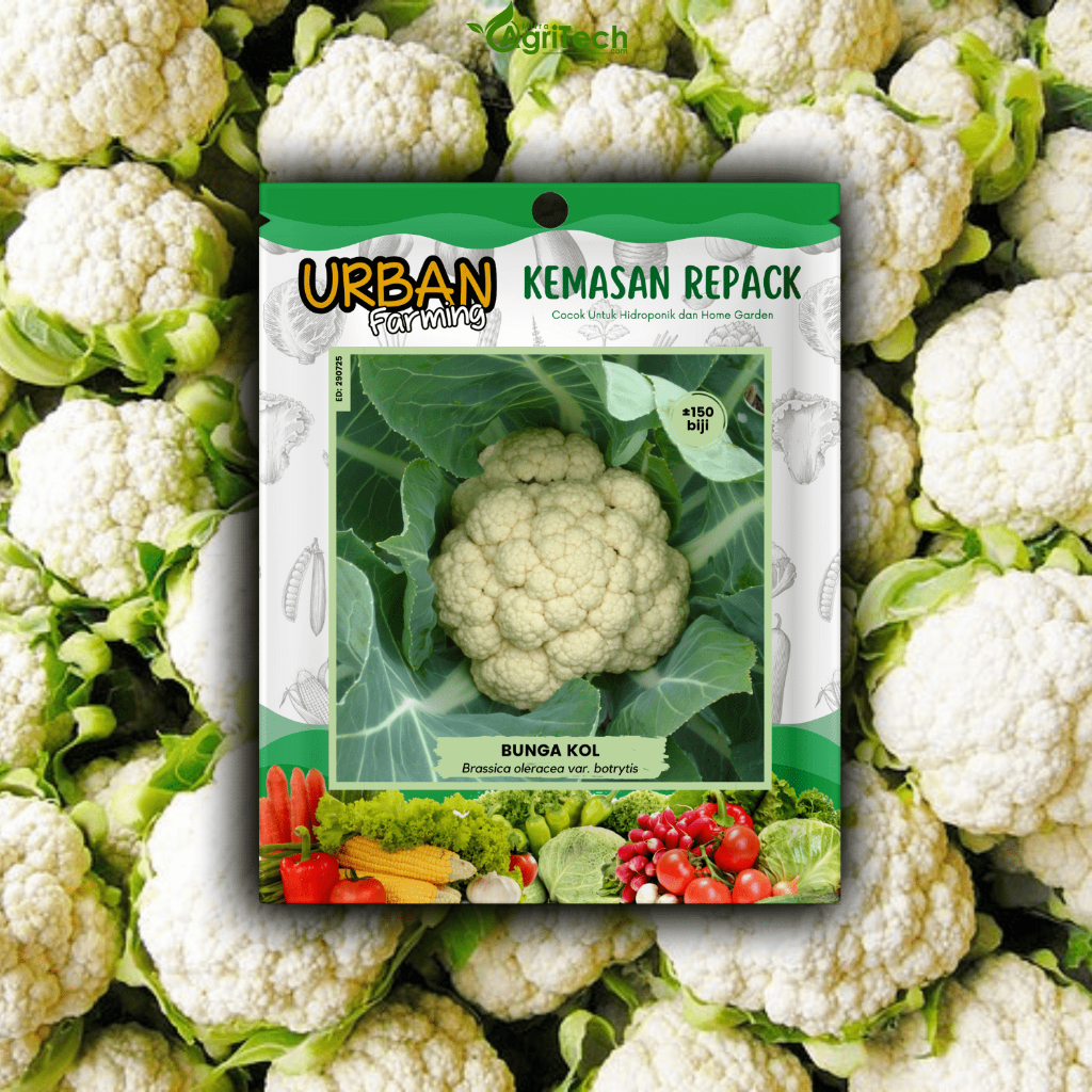 Jual BENIH BIBIT KEMBANG KOL / BUNGA KOL UNGGUL ISI 150 BIJI KEMASAN ...