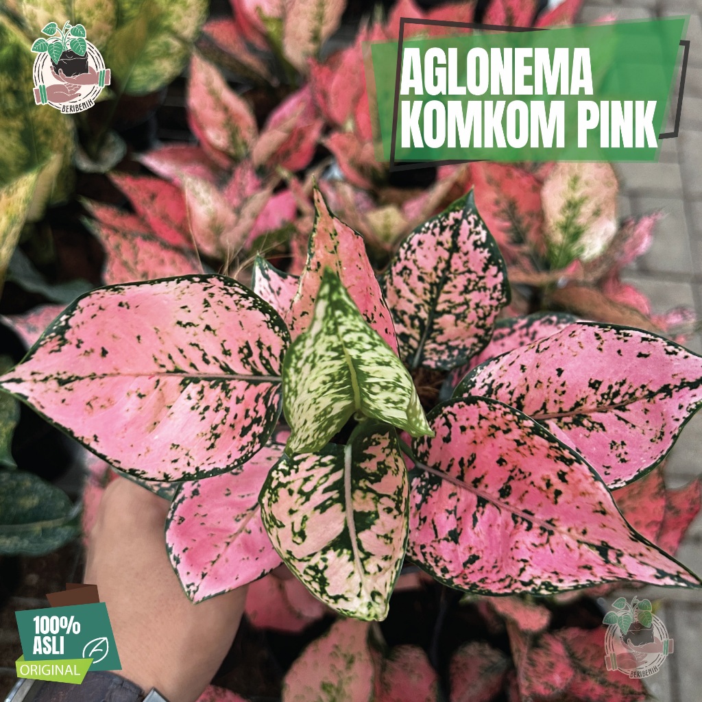 Jual Aglonema Komkom Pink Tanaman Hias Aglaonema Cantik Akar Pot Rimbun ...
