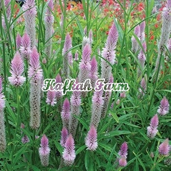 Jual Benih 3 Biji Bunga CELOSIA Flamingo Feather | Shopee Indonesia