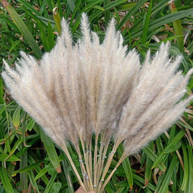 Jual bunga kering alang-alang bunga pampas mini dekorasi rustic hiasan ...