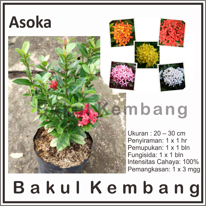 Jual ASOKA bibit bunga asoka jambon siap berbunga soka (PINK,KUNING ...