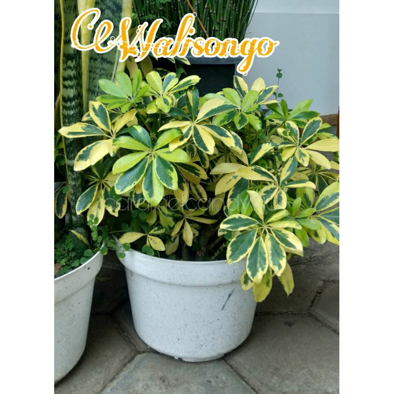 Jual Tanaman Hias Hidup Walisongo schefflera arboricola varigata | Shopee Indonesia