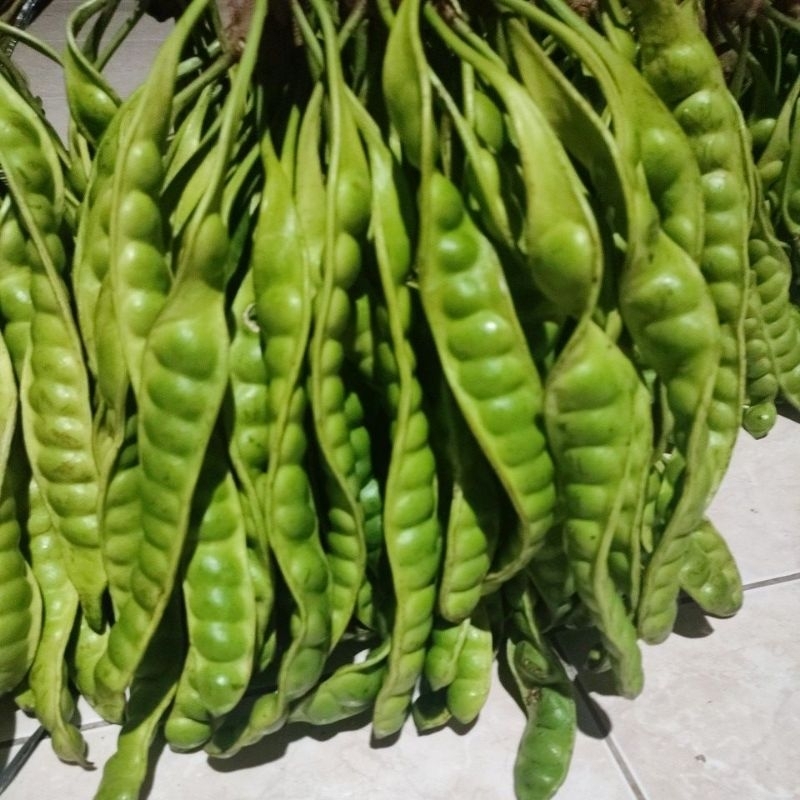 Jual Petai (6papan) | Shopee Indonesia