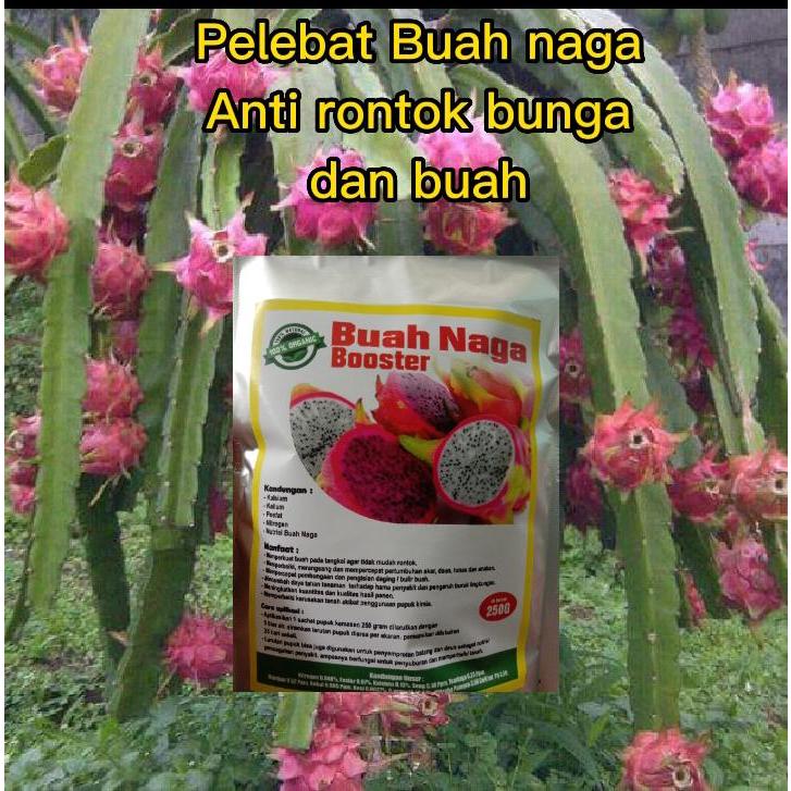 Jual Pupuk pelebat buah naga serta penyubur tanaman buah naga,booster buah naga 100% organik ...