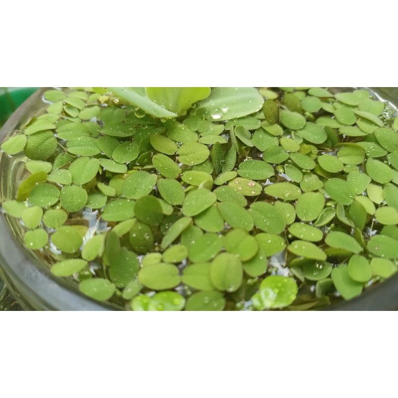 Jual Tanaman air Salvinia minima/Tanaman apung /Tanaman air Aquascape ...