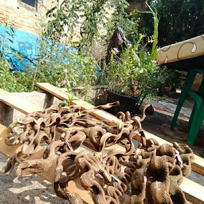 Jual KAYU AKAR TRINIL/AKAR LANGIT AQUASCAPE | Shopee Indonesia