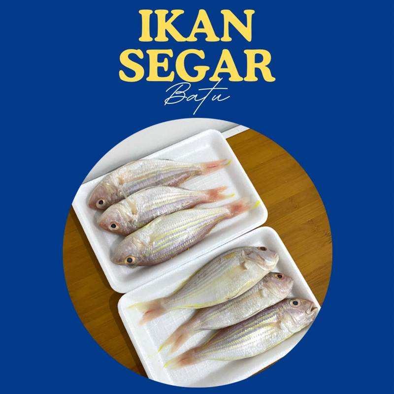 Jual Ikan Kuniran Fresh | Shopee Indonesia