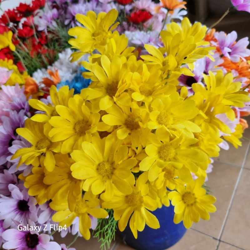 Jual Chamomile Holland / bunga cosmos daisy ( Tanpa Pot ) | Shopee ...