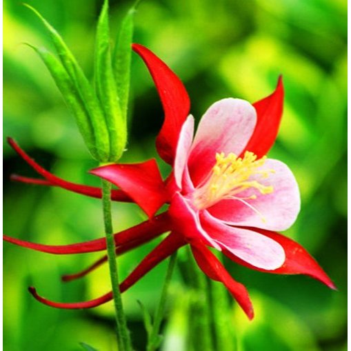 Jual Bibit Benih Bunga Aquilegia Columbine Merah (5 Butir) | Shopee ...