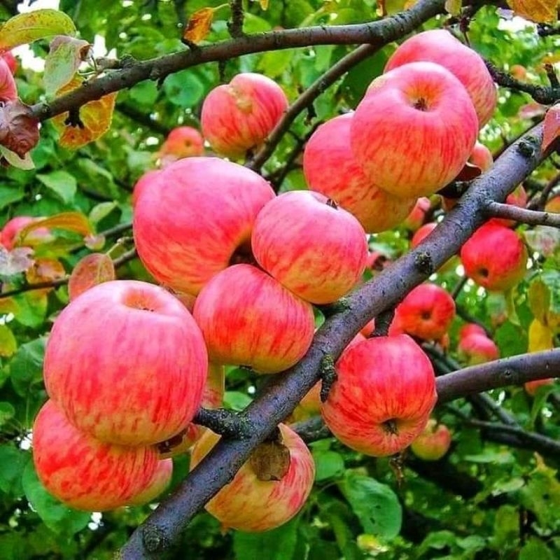 Jual BIBIT APEL FUJI MERAH HASIL CANGKOK (CEPAT BERBUAH) | Shopee Indonesia