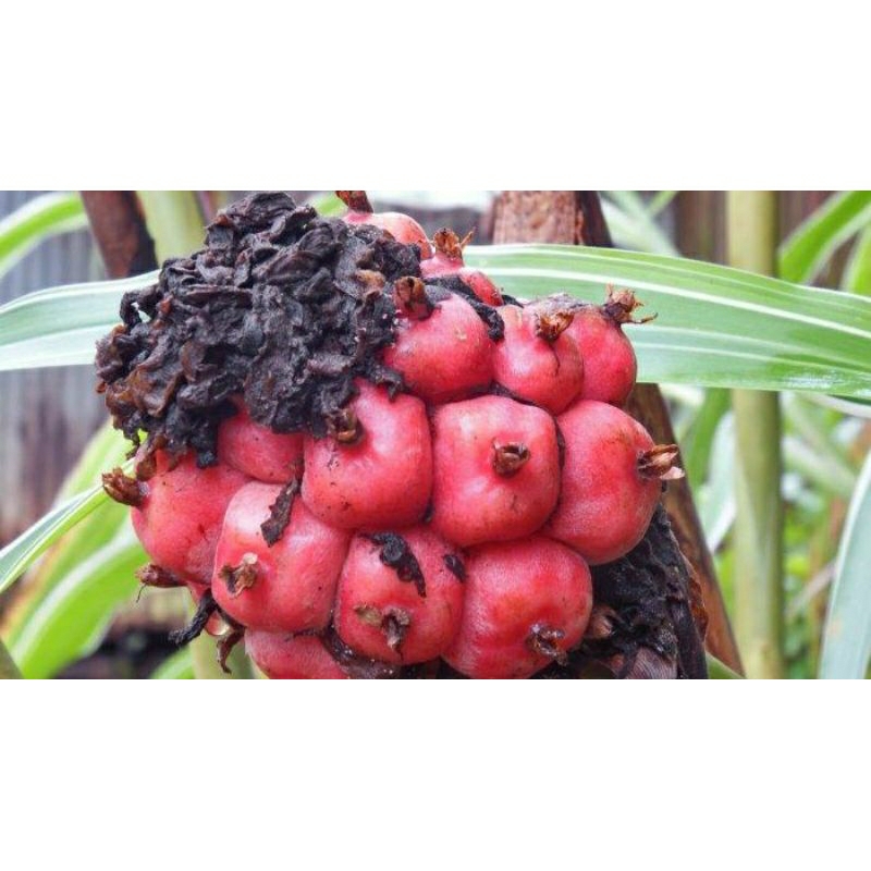 Jual Buah honje kecombrang fresh Buah honje langka 500gram jus buah ...
