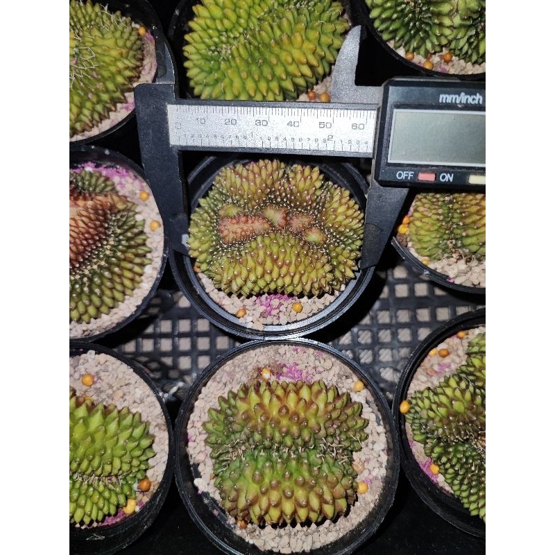 Jual Kaktus Gymno Gymnocalycium Inermis Kristata Crested | Shopee Indonesia