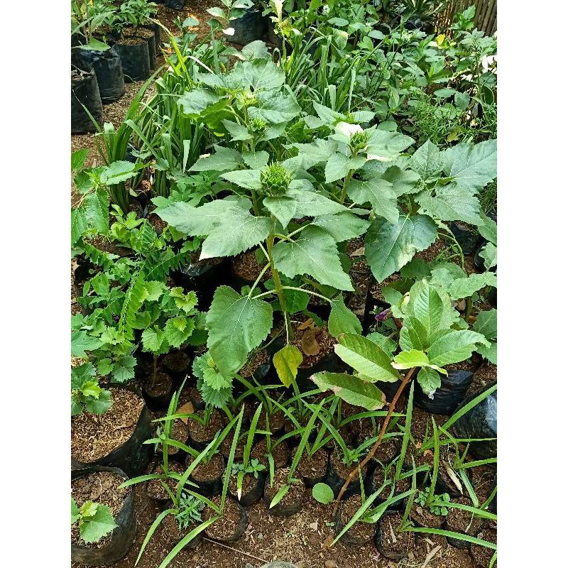 Jual Pohon Bunga Matahari | Bibit Tanaman Bunga Matahari Besar | Shopee ...