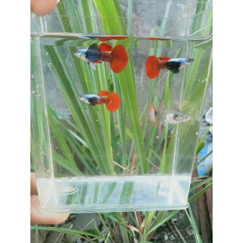 Jual STIKER IKAN GUPPY (Platinum redtail Dumbo ear) | Shopee Indonesia