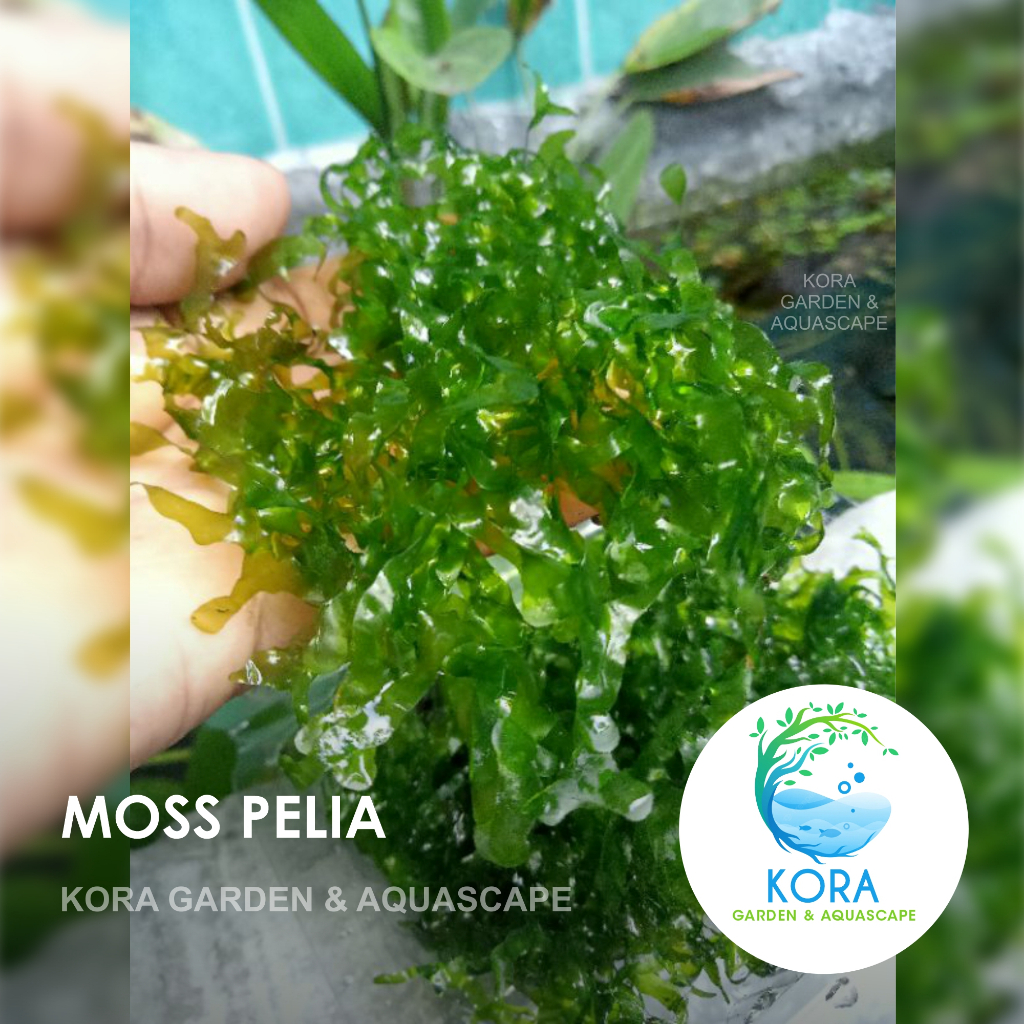 Jual Moss Pelia / Mos Timica Tanaman Air Aquascape Low CO2 | Shopee ...