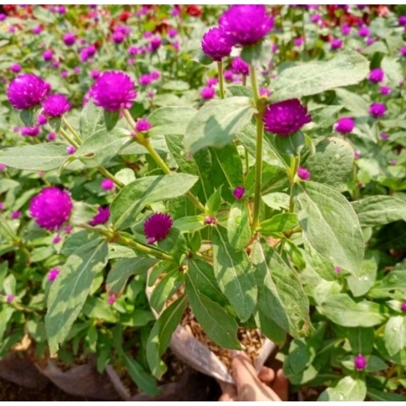 Jual Tanaman hidup bunga kancing (sudah berbunga) | Shopee Indonesia