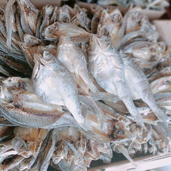 Jual ikan asin khas pasuruan sileman / samge belah / kepala batu ...