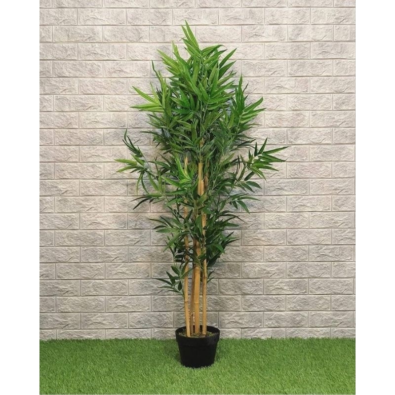 Jual bambu kuning panda,,bambu kuning,,bambu bali,,Phyllostachys vivax ...