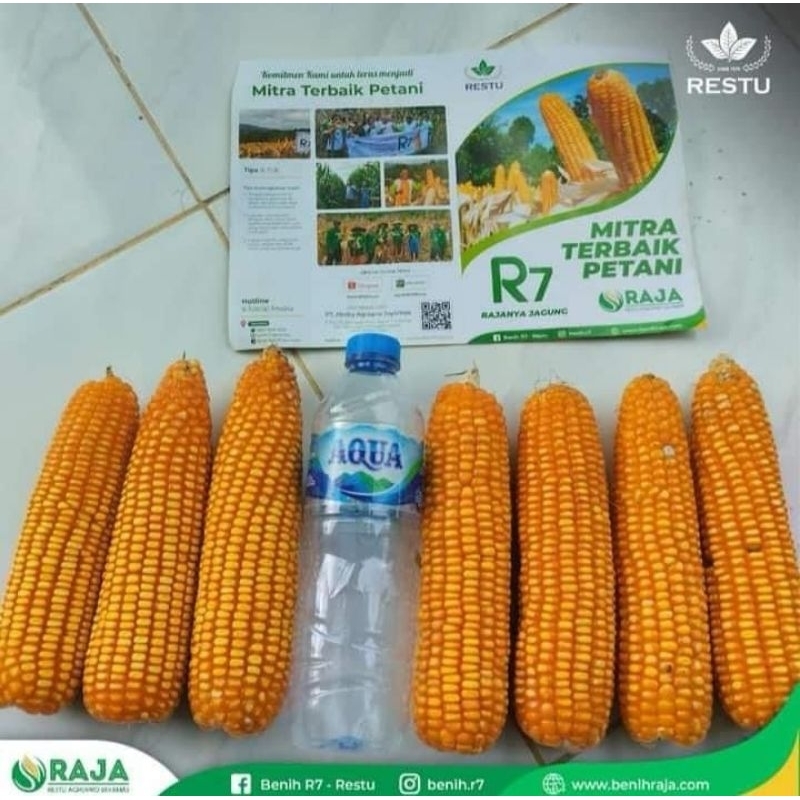 Jual Benih Jagung Hibrida R7 Ultimate kemasan 1Kg | Shopee Indonesia