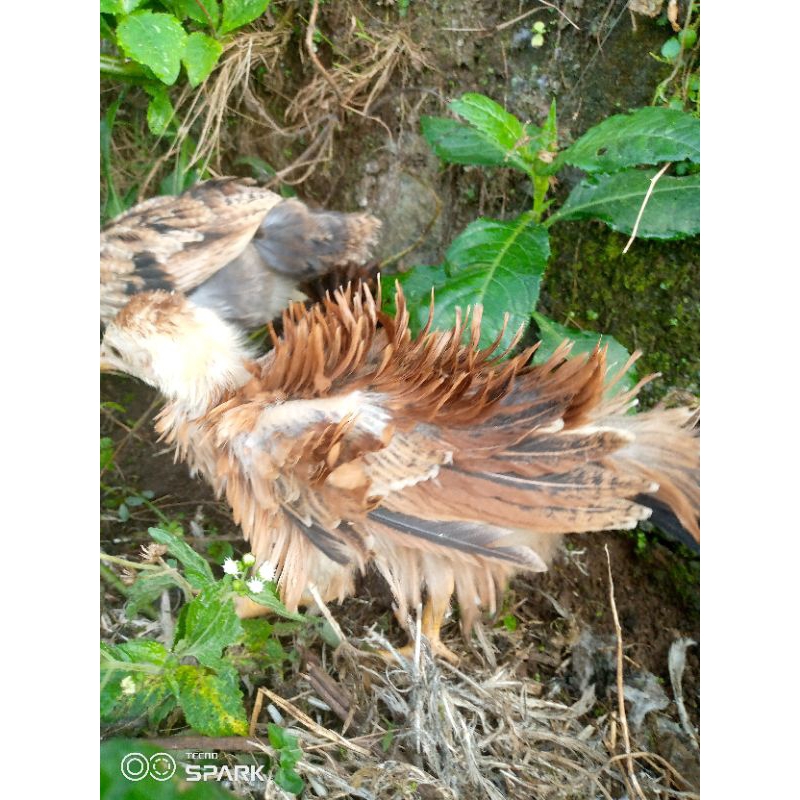Jual Ayam hias walik/bulu kriting/bulu rintit(BHS Sunda) | Shopee Indonesia