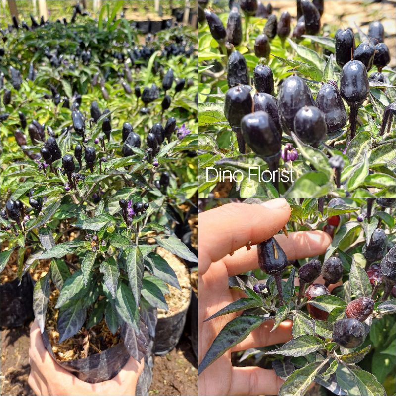 Jual Bibit Tanaman Cabai Hitam Black Knight / Cabe / Lombok Hitam ...